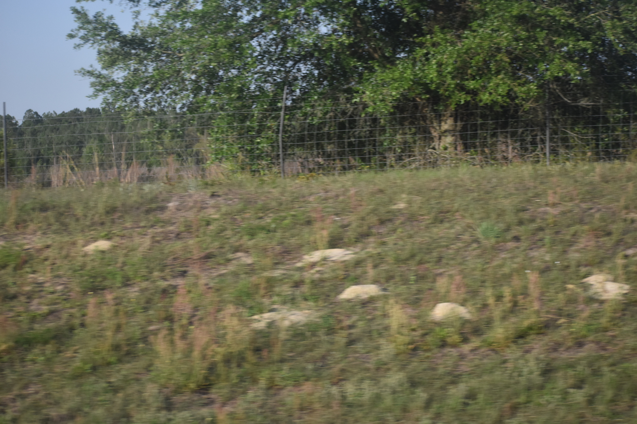 Geomys pinetis Rafinesque, 1817