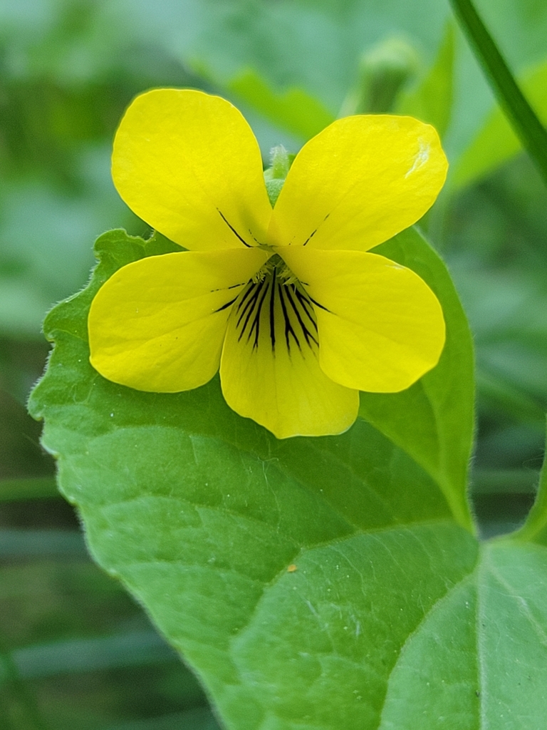 downy yellow violet from Port Hope Township, MN, USA on June 01, 2022 ...