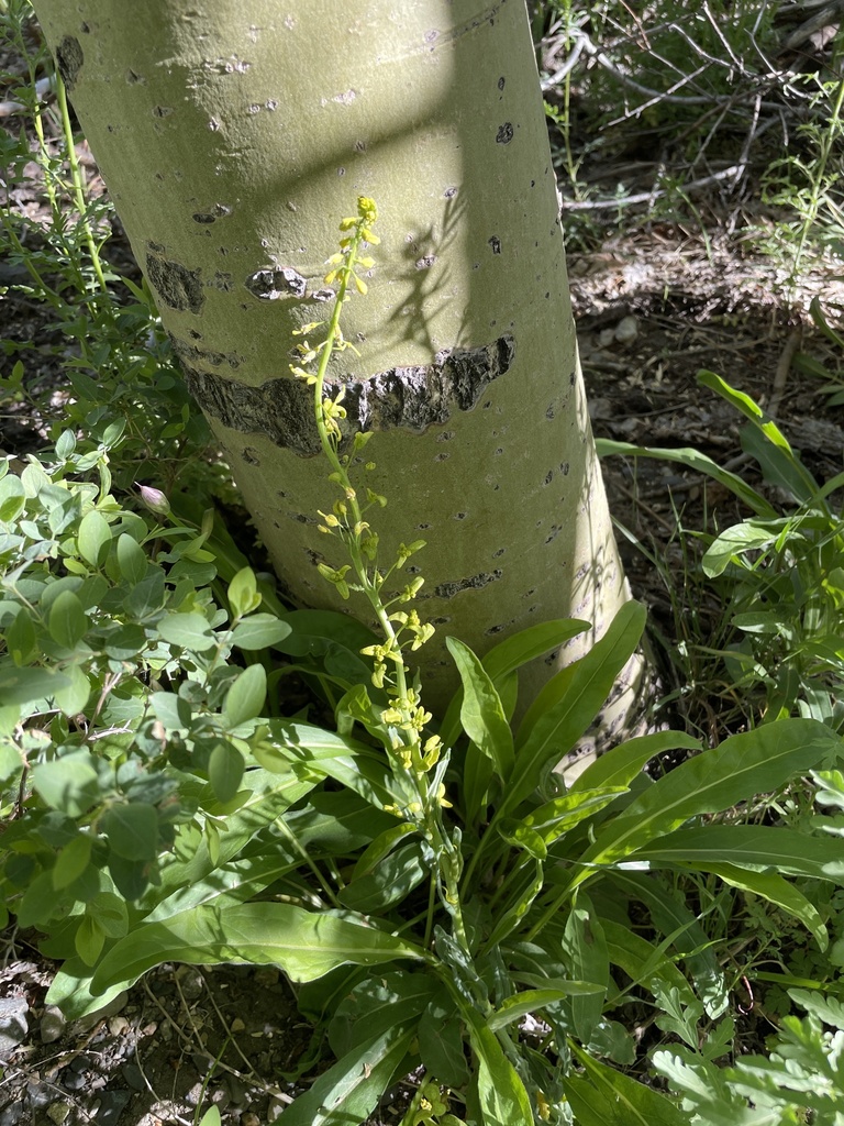 flowering plants from Mono County, US-CA, US on May 31, 2022 at 05:30 ...
