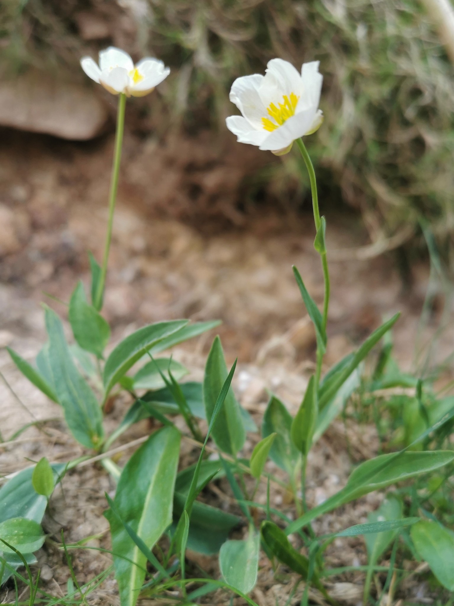 Ranunculus amplexicaulis L.