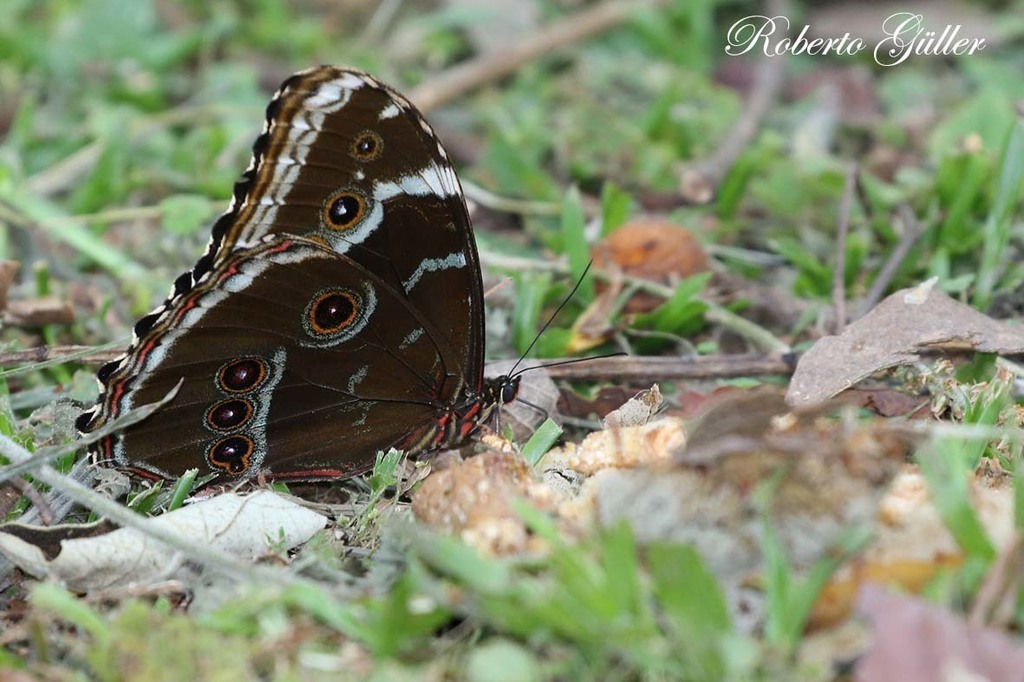 Morpho helenor achillides from San Ignacio, Misiones, Argentina on ...