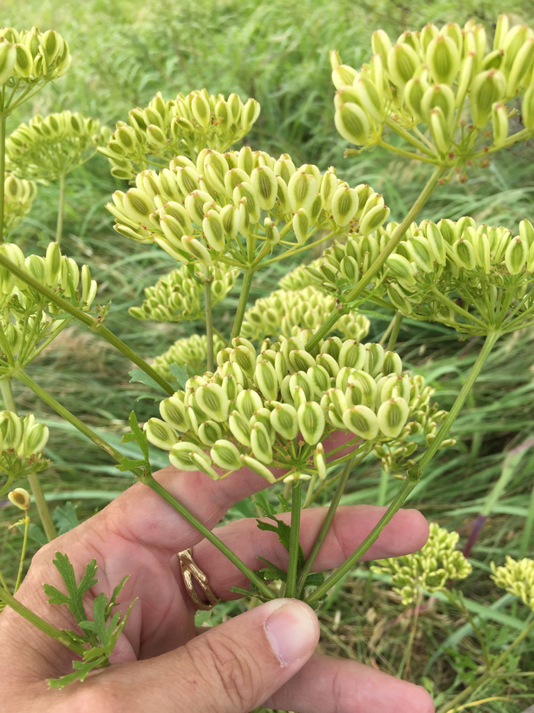 Texas Prairie Parsley (Plants of NRMP ) · iNaturalist
