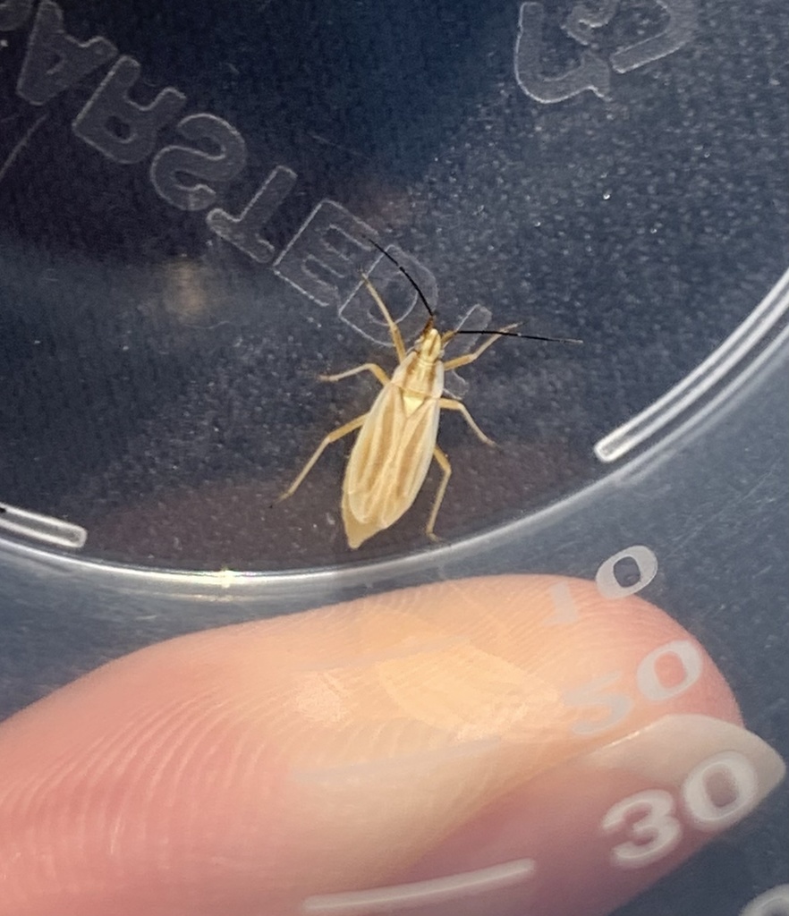 Stenodemini from Nationalpark Neusiedler See - Seewinkel, Apetlon ...