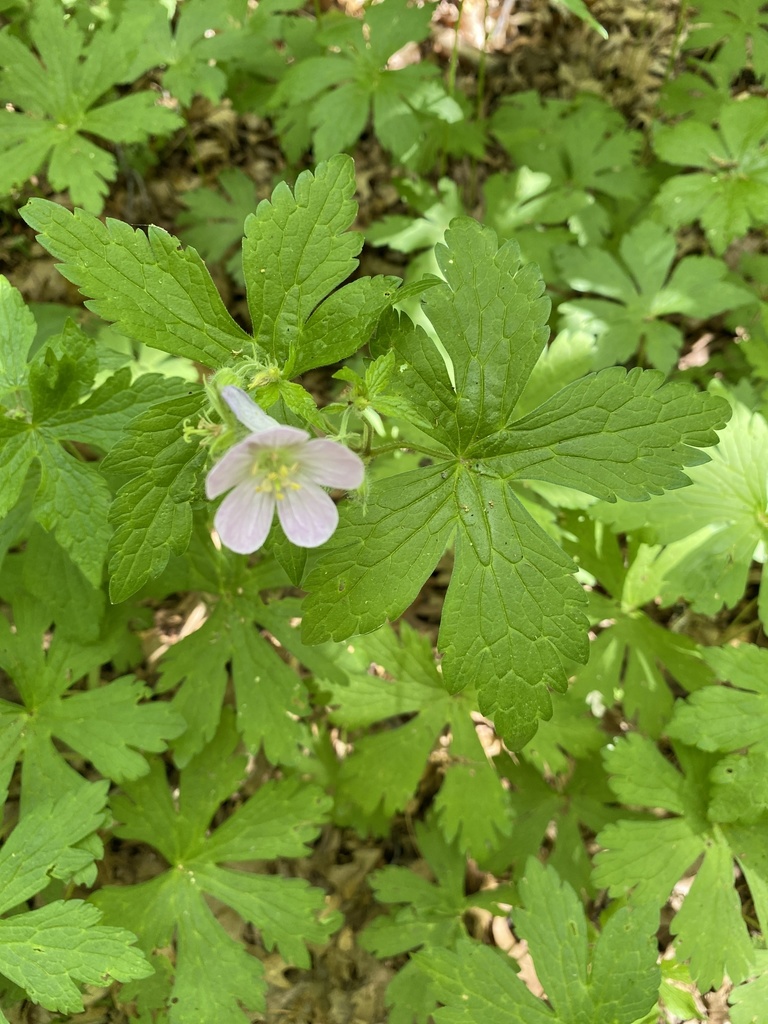 wild geranium from Kaplan Woods Park, Owatonna, MN, US on June 01, 2022 ...