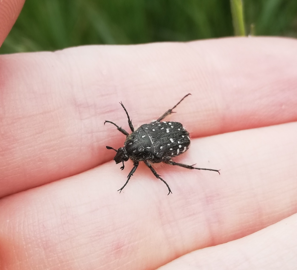 Mediterranean Spotted Chafer from Ballenstedt, Deutschland on June 01 ...