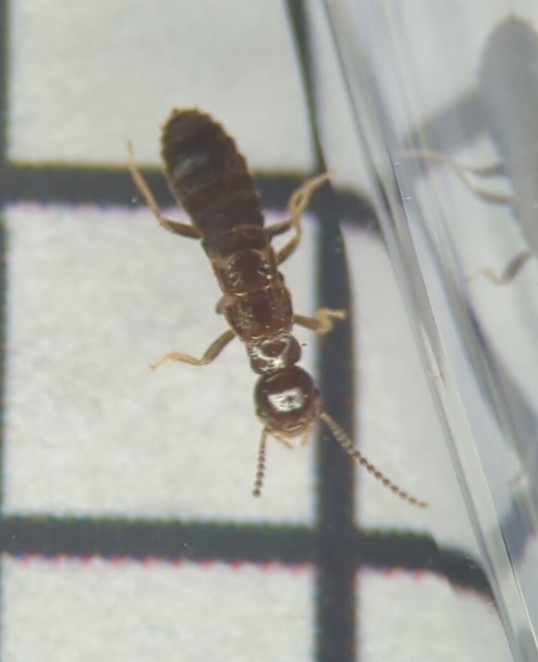 Eastern Subterranean Termite from Pawnee County, OK, USA on June 01 ...