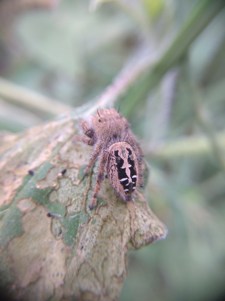 Phidippus texanus from Car. A Pesquería (Escuela Tecnica Roberto Rocca ...
