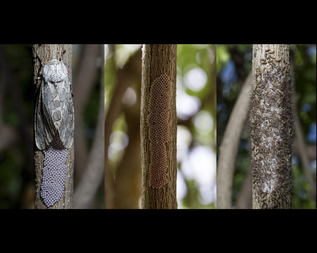 Hypercompe abdominalis from Baradero, Provincia de Buenos Aires ...