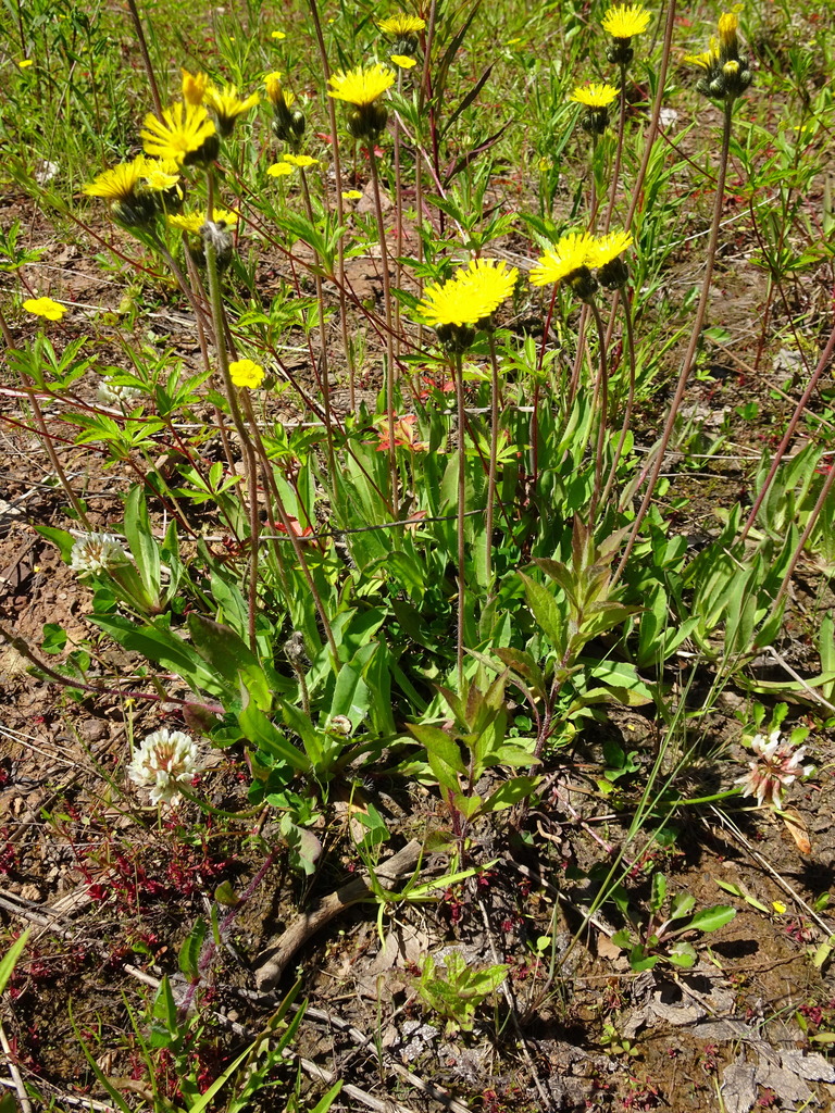 Tall Mouse-ear-hawkweed from Cumberland County, NS, Canada on June 22 ...