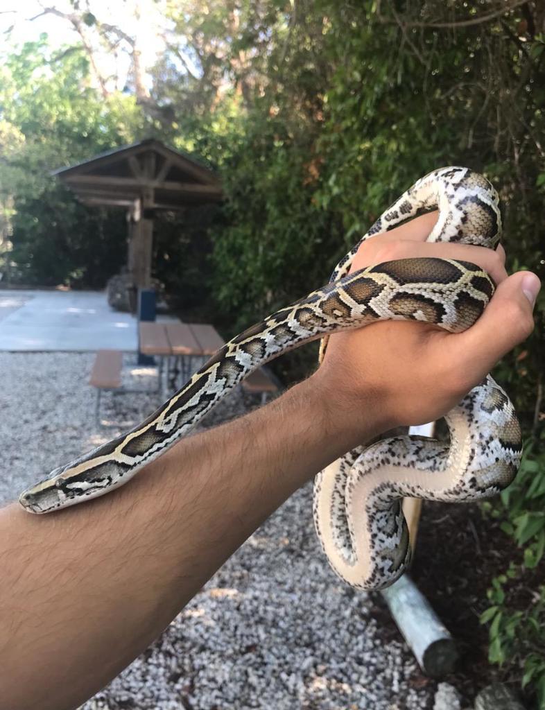 Burmese Python from North Key Largo, FL 33037, USA on May 28, 2022 at ...