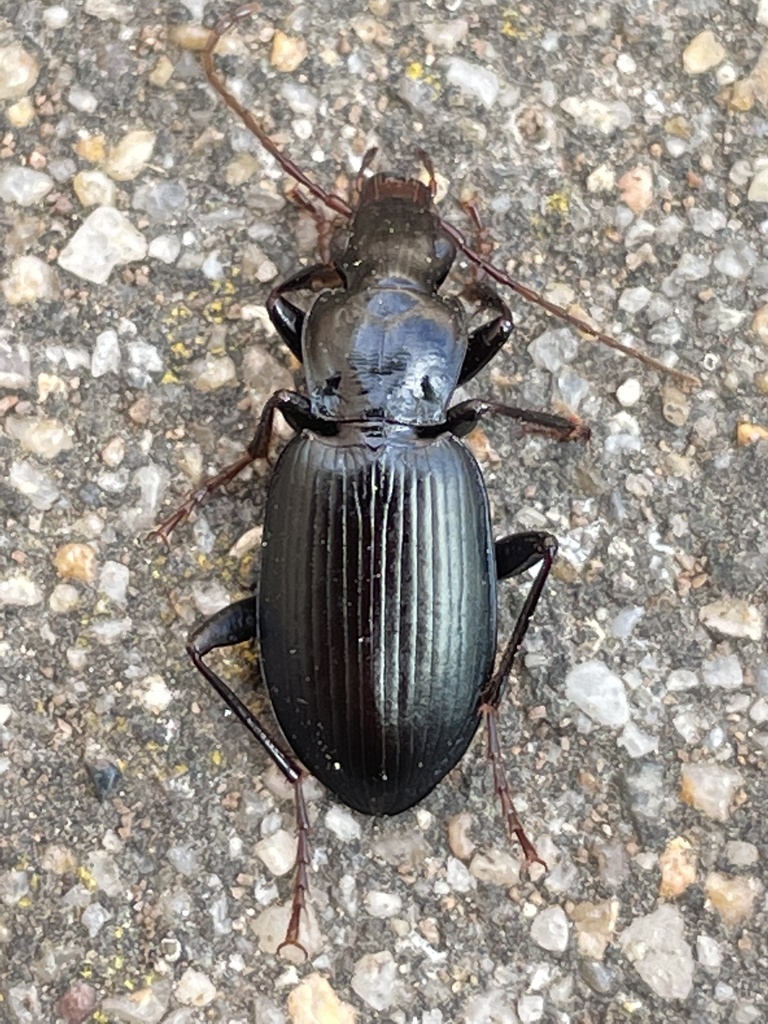 Cosmopolitan Ground Beetle from Palm Ave, Seaside, CA, US on June 1 ...