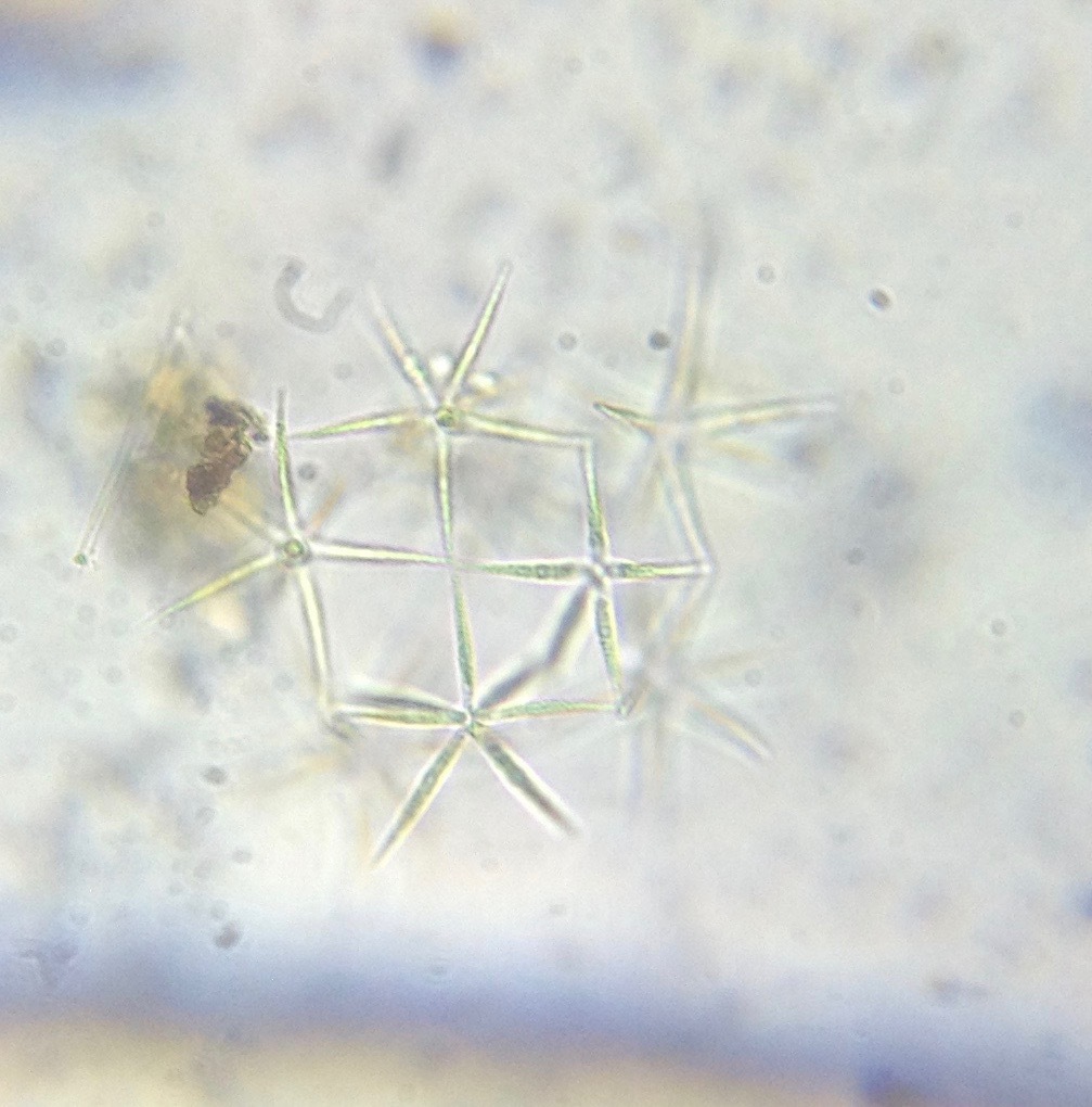 (Actinastrum hantzschii) - Botanical Realm