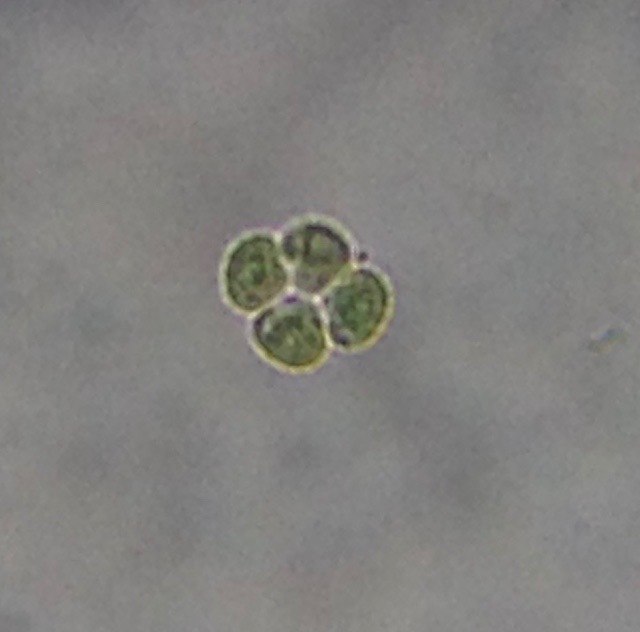 (Tetrastrum staurogeniiforme) - Botanical Realm