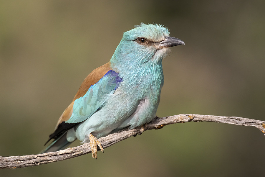 Rollers (Coraciidae) - Avian Discovery