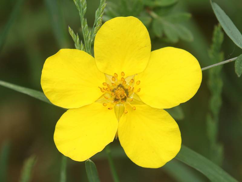 shrubby cinquefoil from Oakland Lake Wildflower Meadow, Bayside, Queens ...