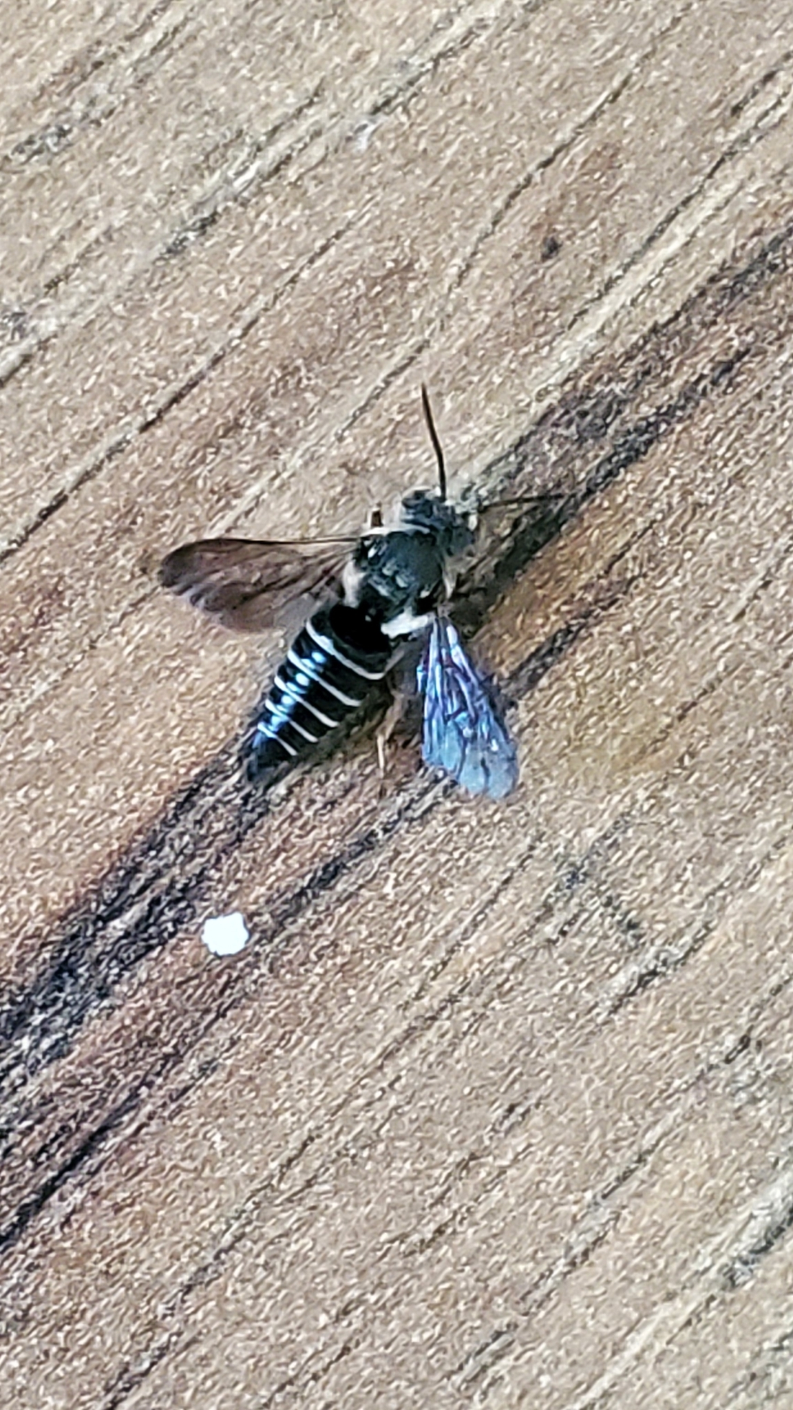 Coelioxys sayi Robertson, 1897