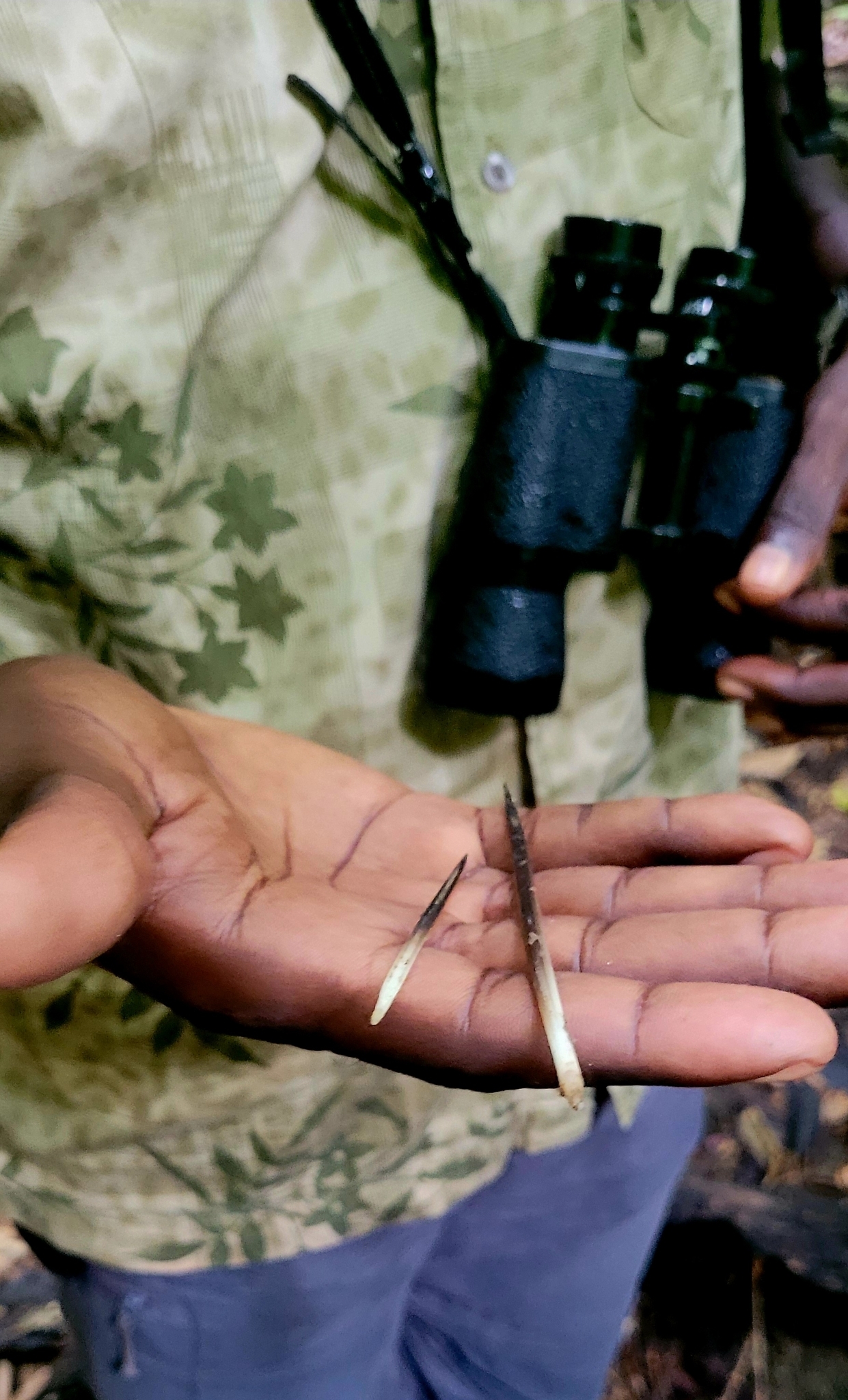 Atherurus africanus Gray, 1842