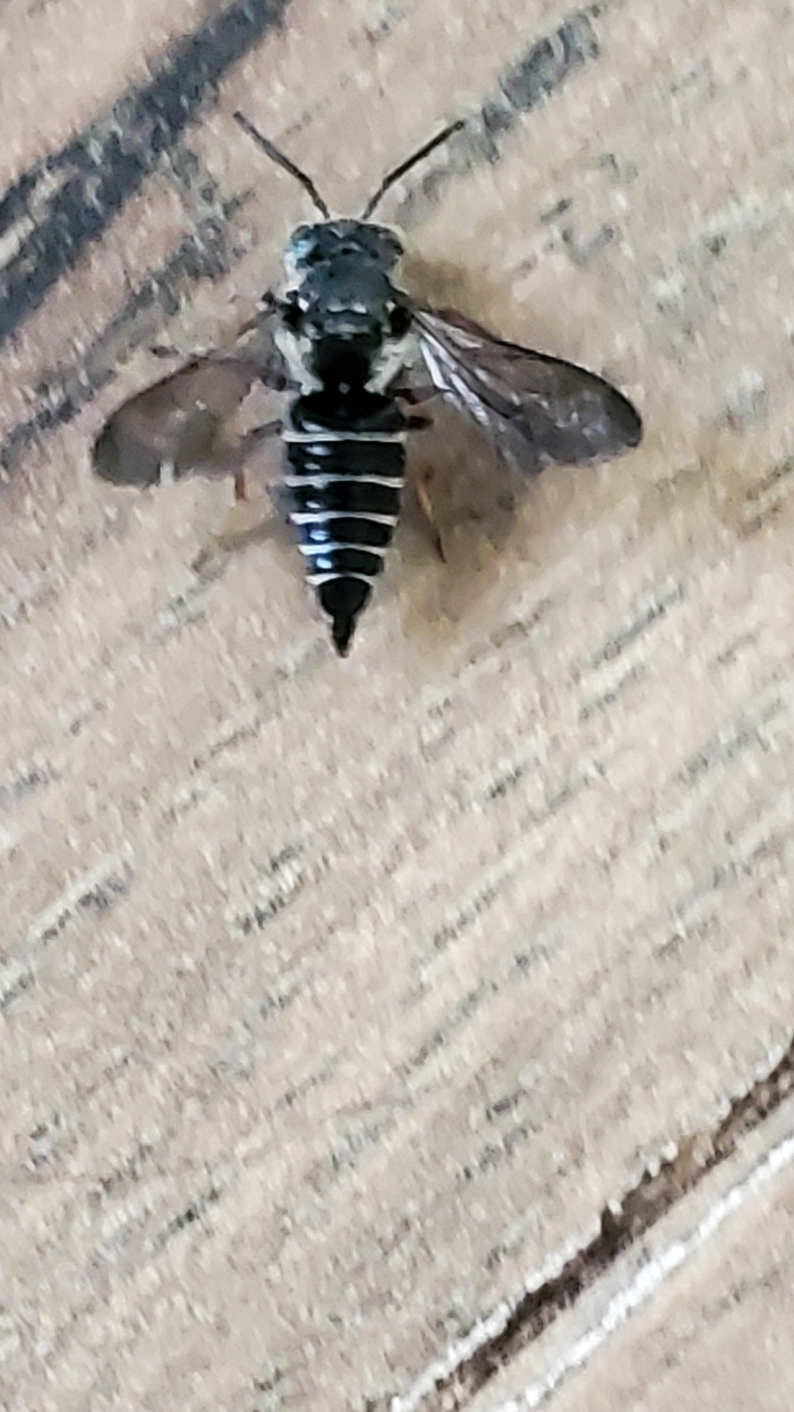 Coelioxys sayi Robertson, 1897
