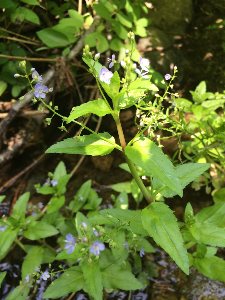 American brooklime (Plants of Cherry Creek State Park) · iNaturalist