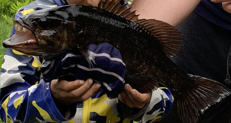 Smallmouth Bass from Sam Cook Rd, Gravenhurst, ON, CA on June 1, 2022 ...