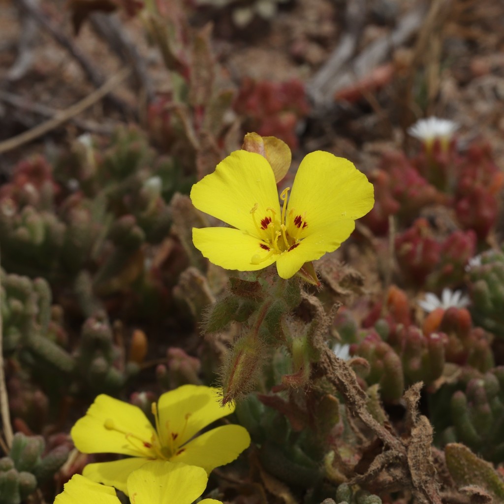 California sun cup in May 2022 by Cindy · iNaturalist