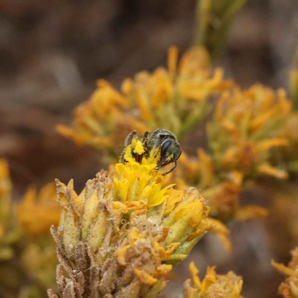 Metallic Sweat Bees from Point Loma, San Diego, CA, USA on May 24, 2022 ...