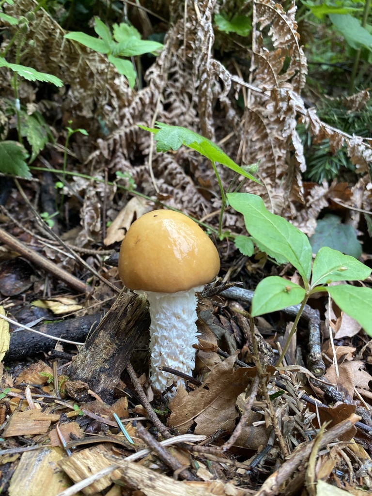 Questionable Stropharia from Bainbridge Island, Bainbridge Island, WA ...