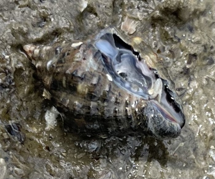 Engina maura from Bahía de Panamá, Panama City, Panamá, PA on June 01 ...