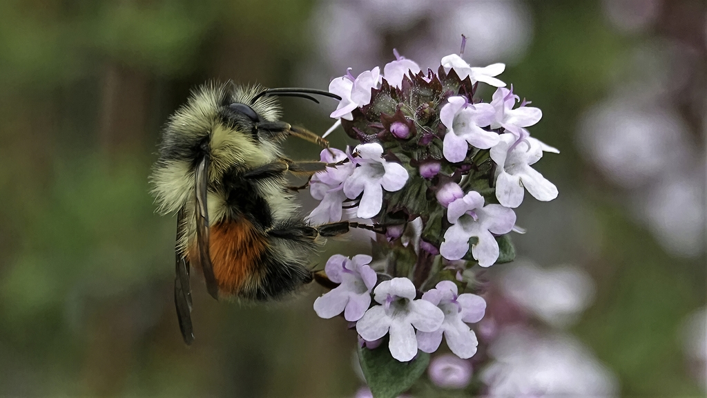 Black-tailed Bumble Bee from Nanaimo, BC, Canada on June 1, 2022 at 11: ...