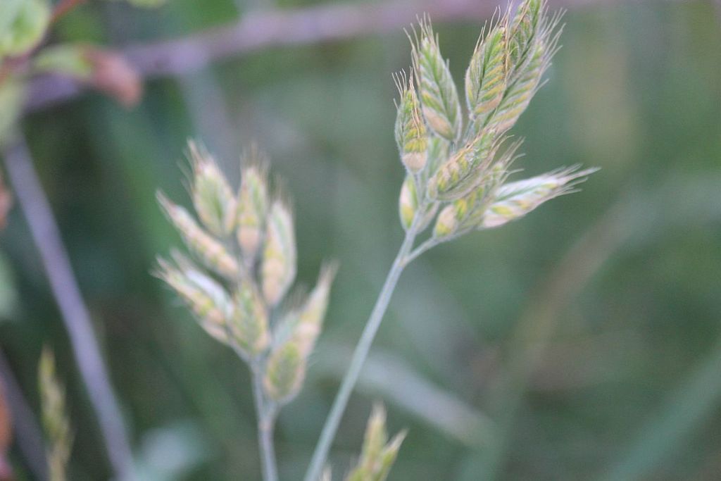 common soft brome from RSPB South Stack, Isle of Anglesey, UK on June ...