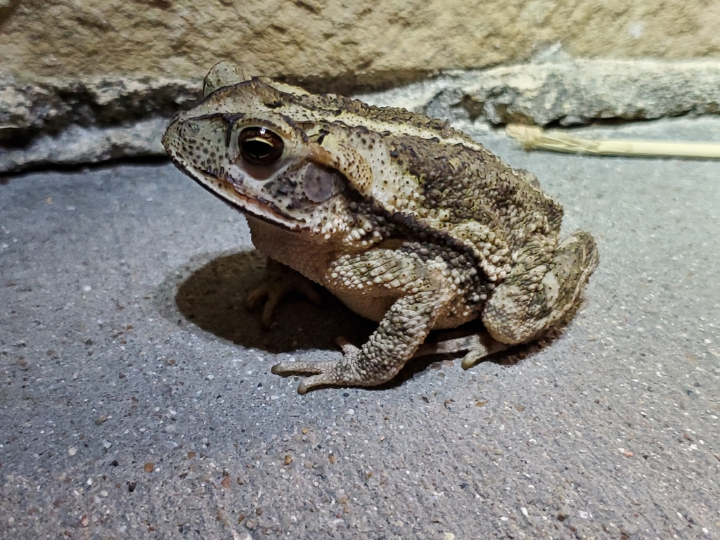 Gulf Coast Toad from College Station, TX, USA on May 27, 2022 at 10:32 ...