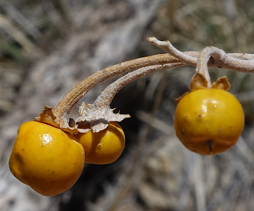 silverleaf nightshade from Comanche National Grassland, La Junta, CO ...