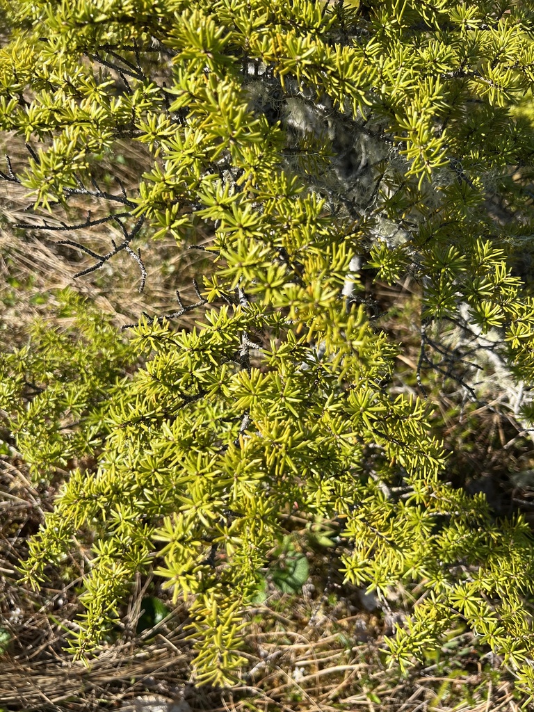 mountain hemlock from AK-10, Valdez, AK, US on June 01, 2022 at 09:14 ...