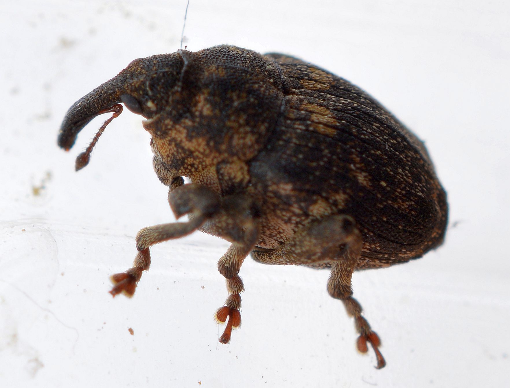 Mogulones abbreviatulus (J.C.Fabricius, 1792)
