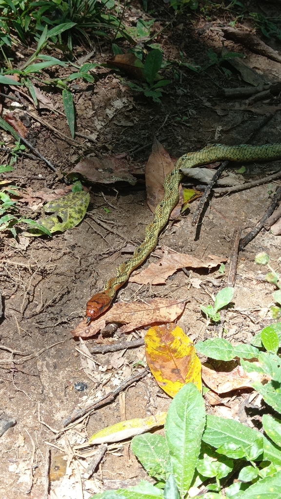 Amazon Puffing Snake from Cachoeiras de Macacu - RJ, 28680-000, Brasil ...