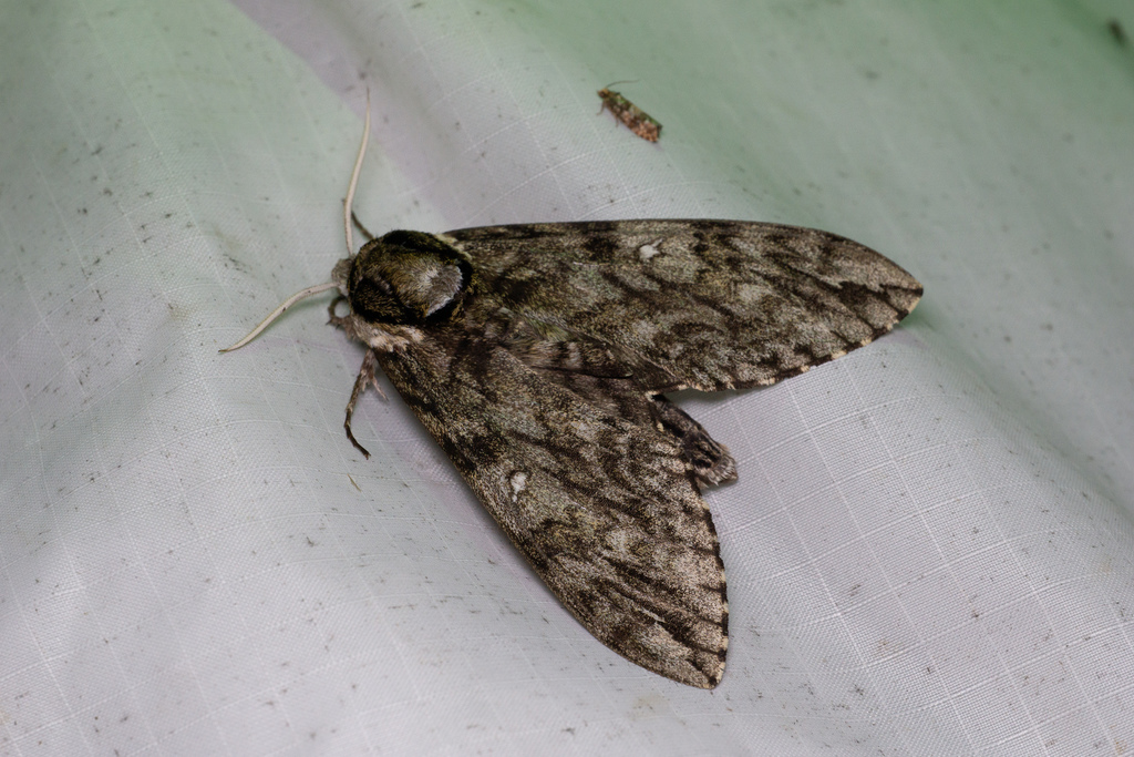Waved Sphinx from Marlborough, NH, USA on May 31, 2022 at 10:19 PM by ...