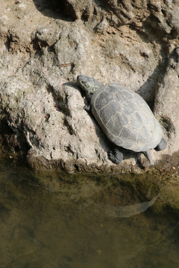 Chinese Pond Turtle from Shiba-Park, Minato, Tokio, JP on April 3, 2018 ...