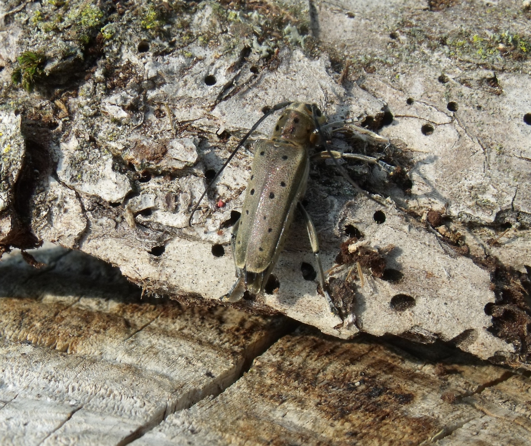 Saperda punctata (Linnaeus, 1767)