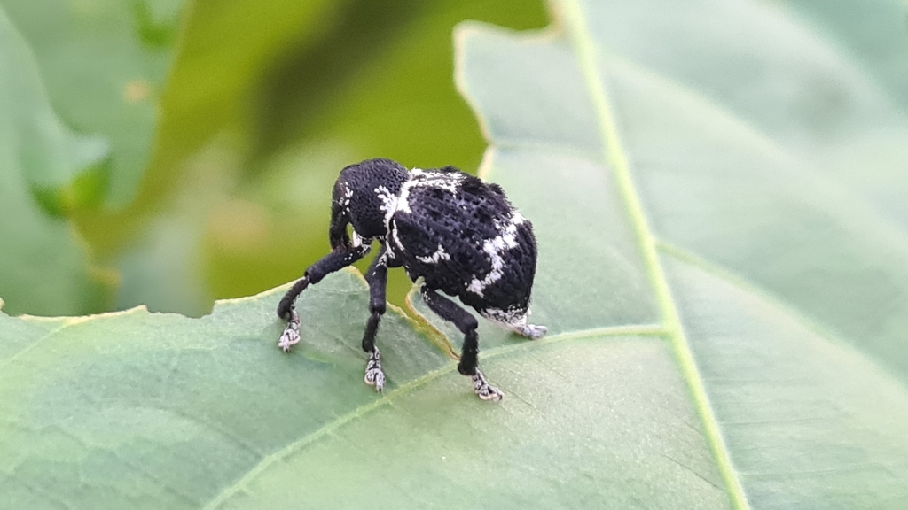 Desmidophorus from FF7C+3FF, Aringay, La Union, Philippines on May 28 ...