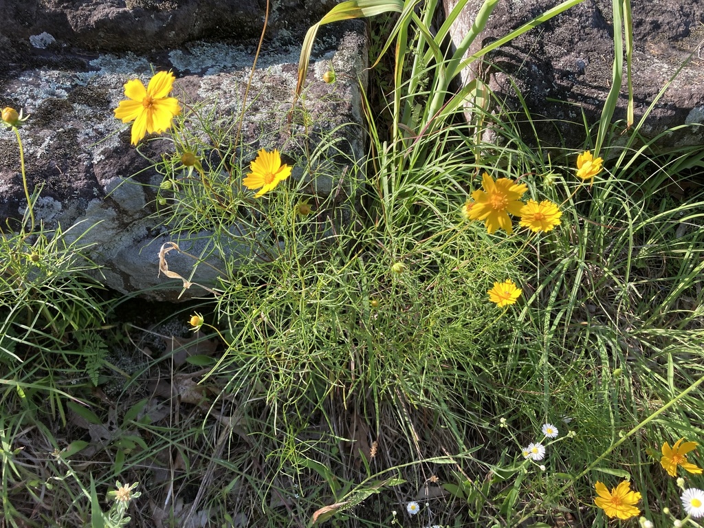 Coreopsis grandiflora saxicola from Buffalo River, Yellville, AR, US on ...