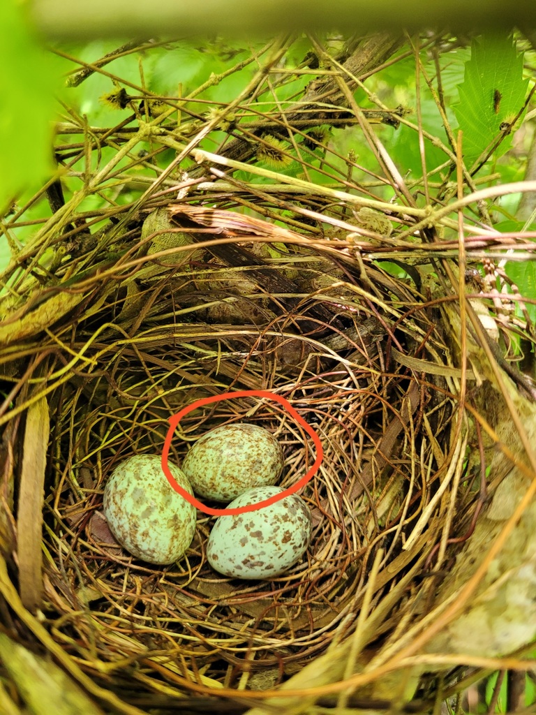 Brown-headed Cowbird from Aurora, IL, USA on June 1, 2022 at 12:57 PM ...