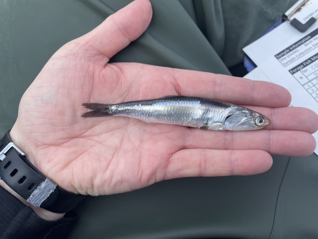 Northern Anchovy from Birch Bay, WA, USA on June 1, 2022 at 10:25 AM by ...