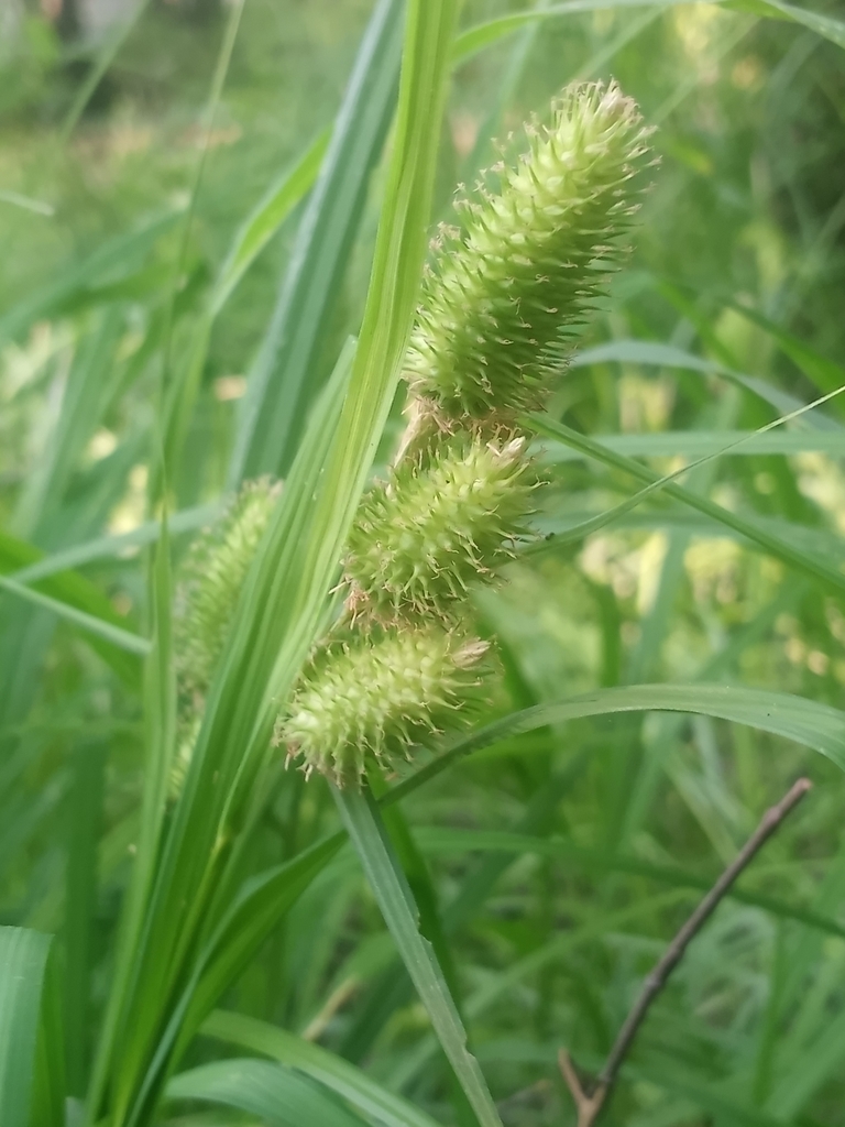 cattail sedge from Federalsburg, MD 21632, USA on June 01, 2022 at 05: ...