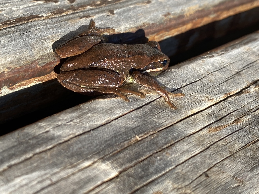 Southern Brown Tree Frog from Anglers Dr, Gipsy Point, VIC, AU on June ...