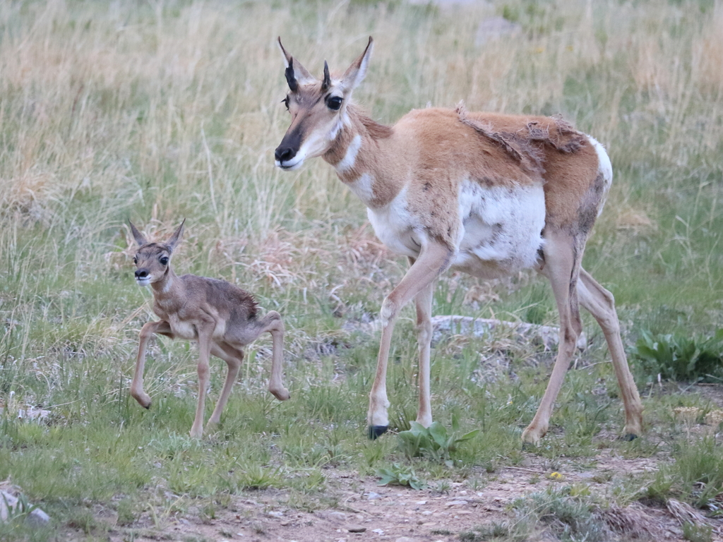 Pronghorn from Custer County, SD, USA on May 23, 2022 at 07:40 PM by ...