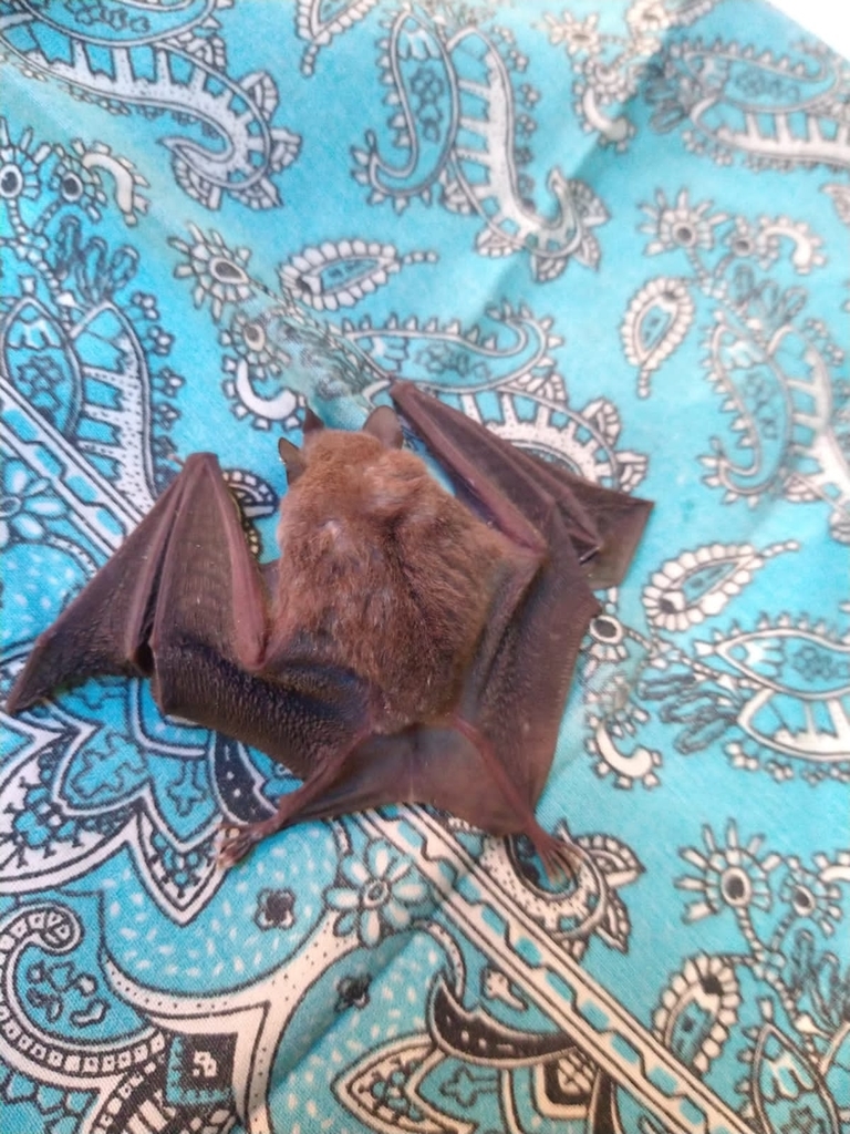 Evening Bats by juan francisco · iNaturalist