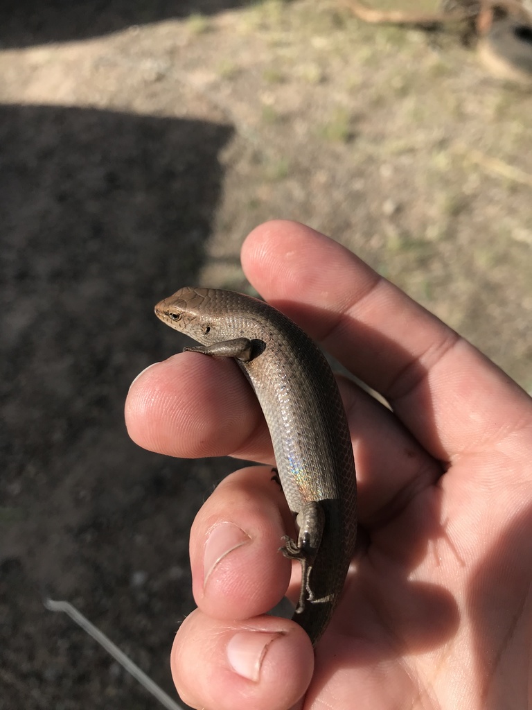 Robust Rainbow-skink from Coal Rd, Chuwar, QLD, AU on June 02, 2022 at ...