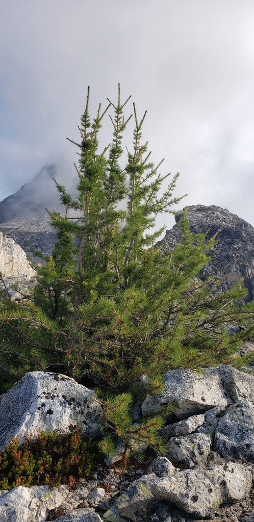 subalpine larch from Rockport, WA 98283, USA on August 21, 2021 at 09: ...