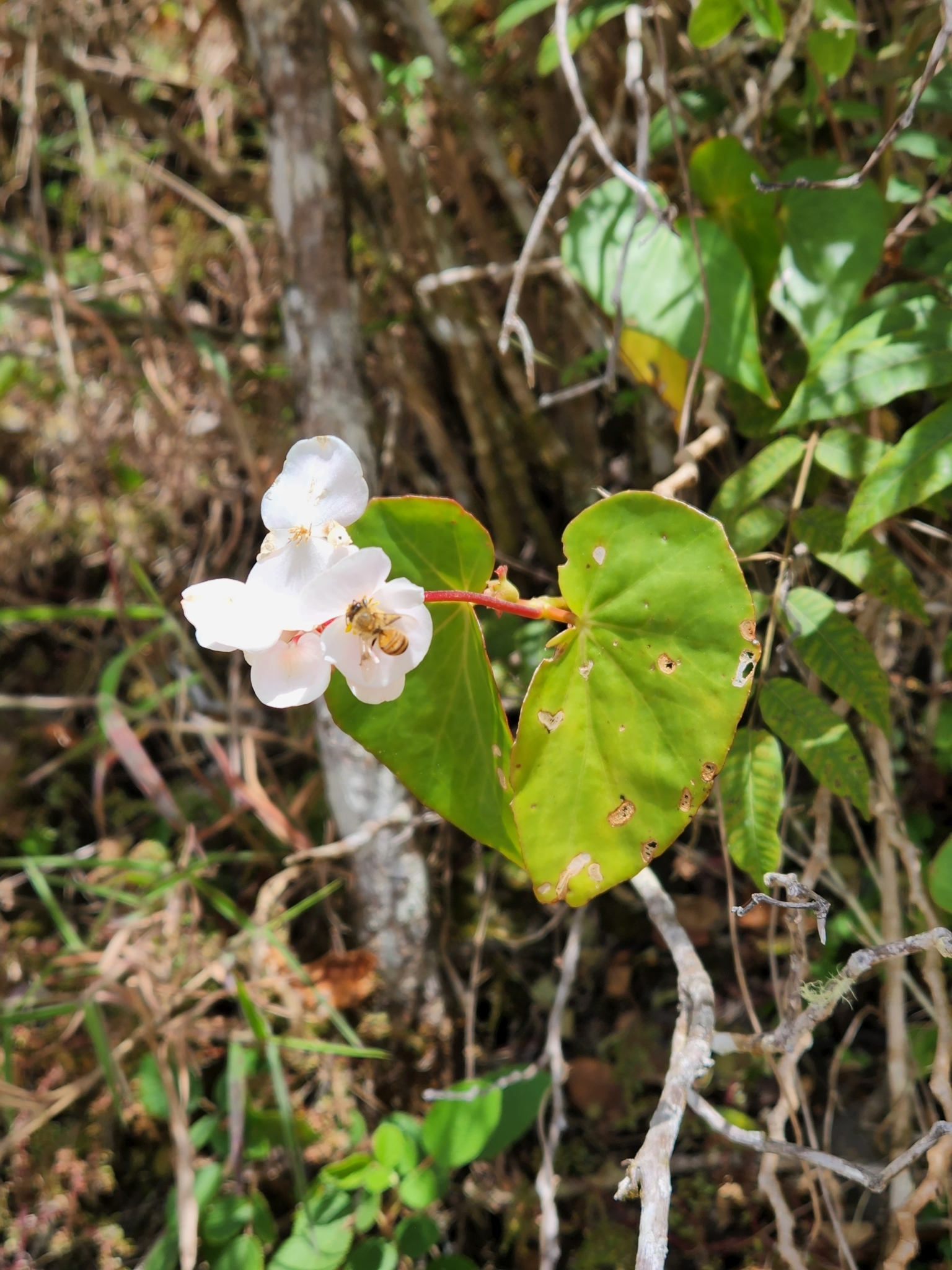 Begonia minor Jacq.