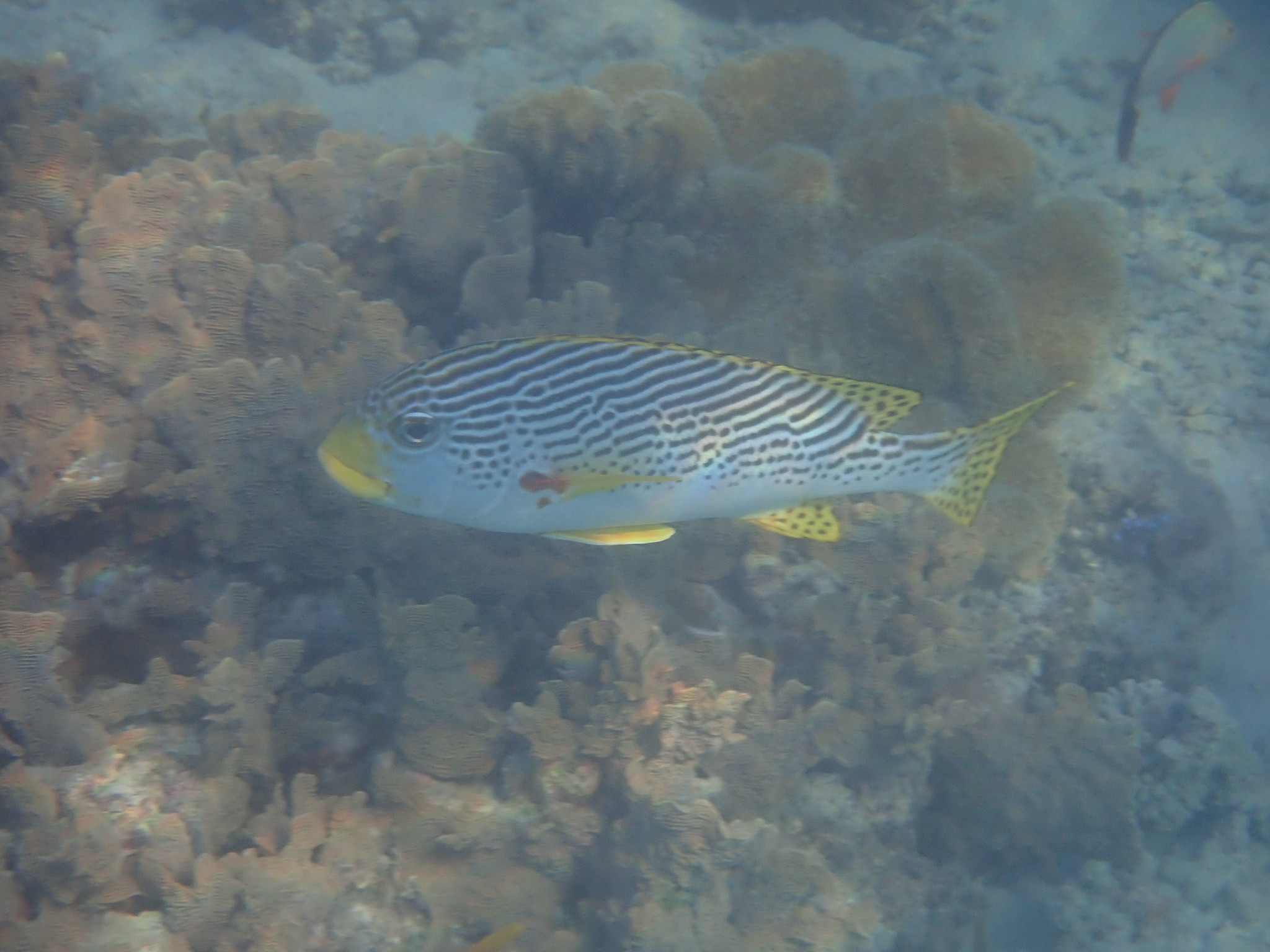 Plectorhinchus lineatus (Linnaeus, 1758)